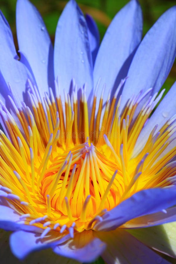 Blue lotus stock photo. Image of beauty, botanical, yellow - 21250718