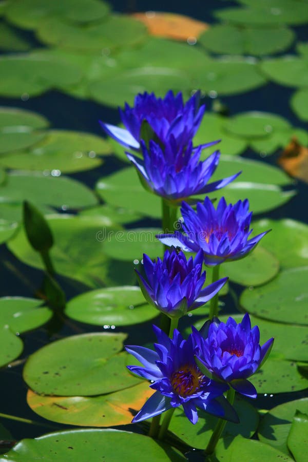 Blue lotus stock photo. Image of stamens, water, color - 26620128
