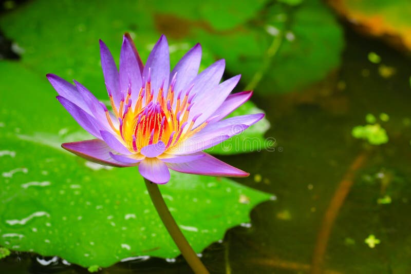 Blue lotus stock photo. Image of plant, lotus, blue, flower - 35452958