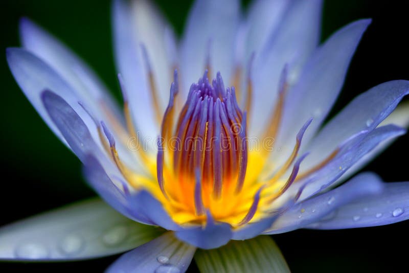 Blue Lotus stock photo. Image of flower, trees, blossom - 8211072