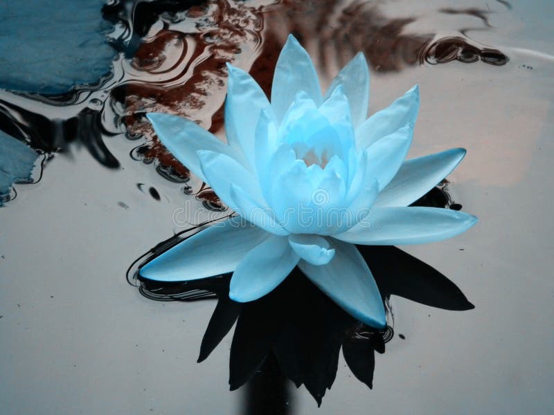 Blue lotus stock image. Image of full, blue, clean, halfmoon - 67811267