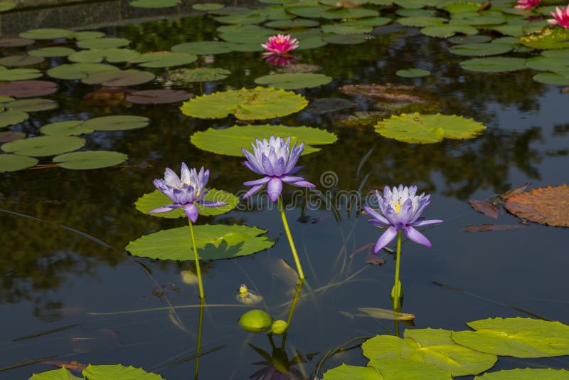 Blue lotus stock image. Image of outdoor, decoration - 54314615