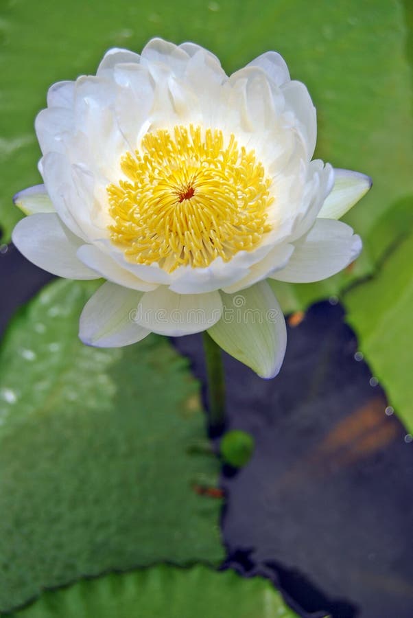 Blue Lotus: the Blue Lotus Flower is Associated with a Victory of the ...