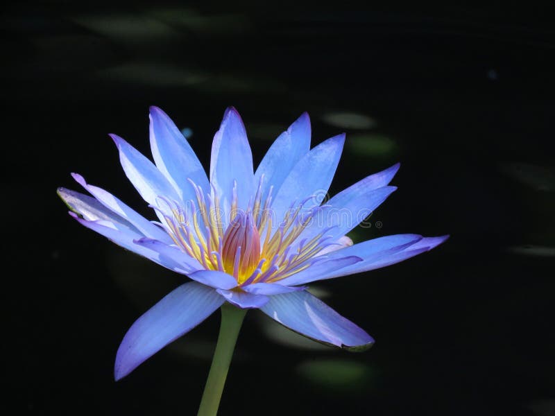 Blue Lotus Flower stock photo. Image of peaceful, lotus - 96532724