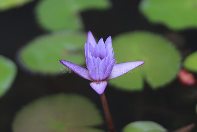 Blue Lotus Flower Blossom Growing on the Pond Stock Photo - Image of ...