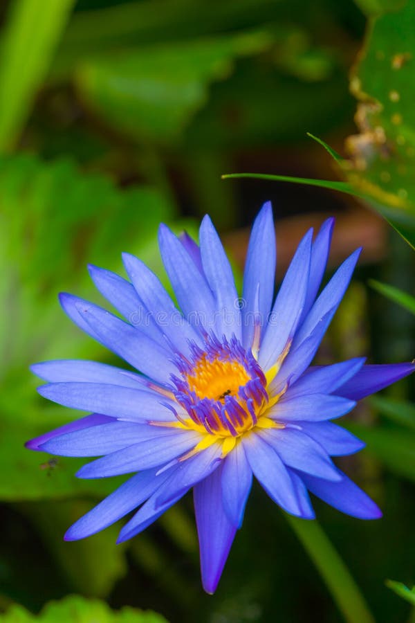 Blue lotus flower stock image. Image of water, green - 41050815