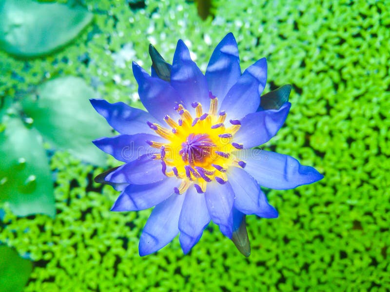 Blue Water Lotus on Magic Light Stock Image - Image of single, lotus ...