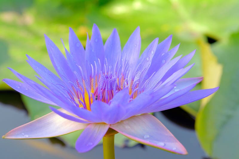 Blue lotus flower stock image. Image of peace, flora - 31234699
