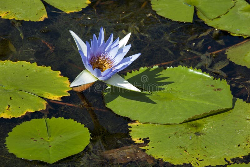 Green Lilly Pads on Pond with Blue Lotus Flowers Stock Image - Image of ...