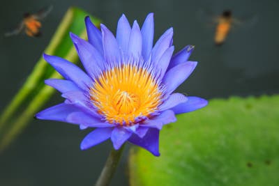 Blue lotus flower stock photo. Image of blue, animal - 61508482