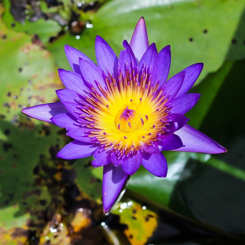 Blue lotus in garden stock photo. Image of flower, garden - 44072018