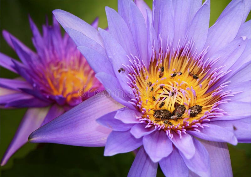 Blue Lotus stock image. Image of garden, thailand, lotus - 62353671
