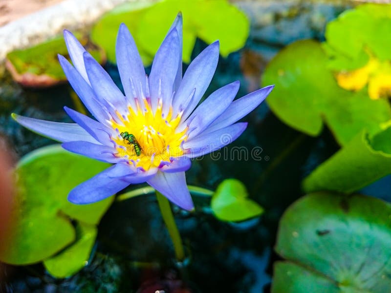 Blue Lotus stock image. Image of exotic, floral, botany - 72495977