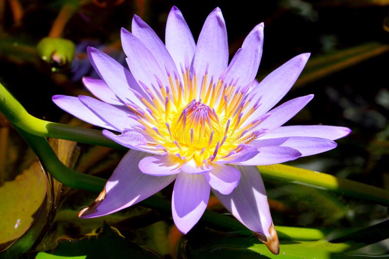 Nil Manel, Nymphaea Stellata, Blue Water Lily, National Flower Of Sri ...