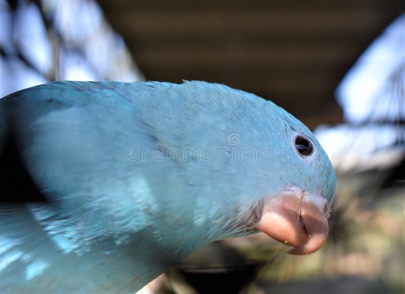 Blue love bird stock image. Image of bird, brazil, parakeet - 153823527
