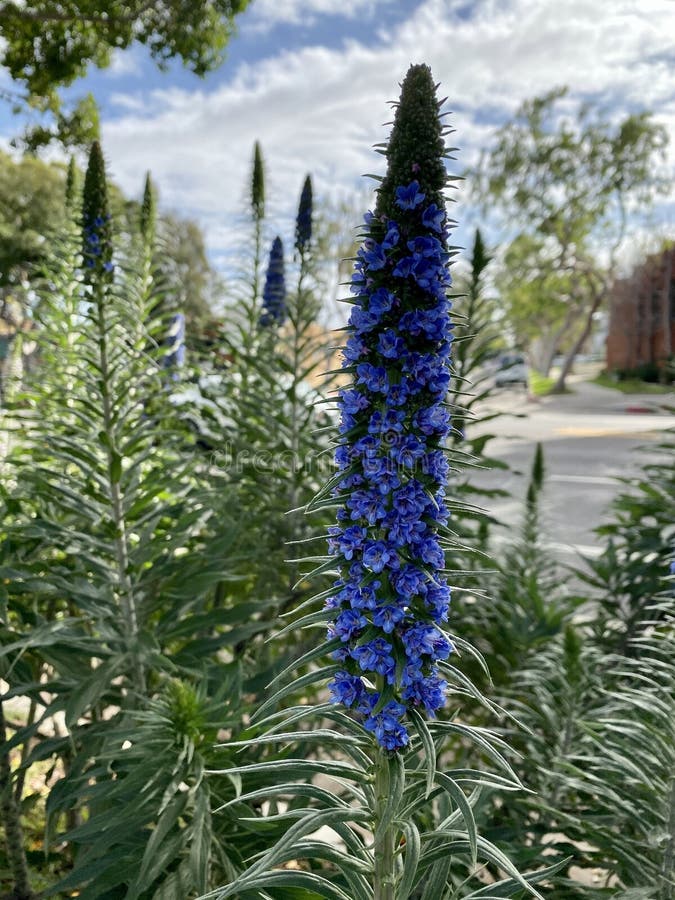 Blue Lupin stock photo. Image of perennial, blooming - 177769108