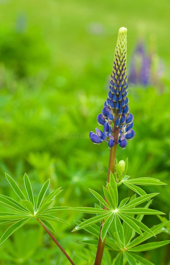 Purple lupin flowers stock image. Image of grow, meadow - 3251239