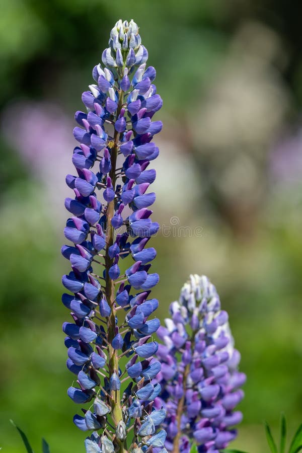 Blue lupin flowers stock photo. Image of gardening, nature - 301816436
