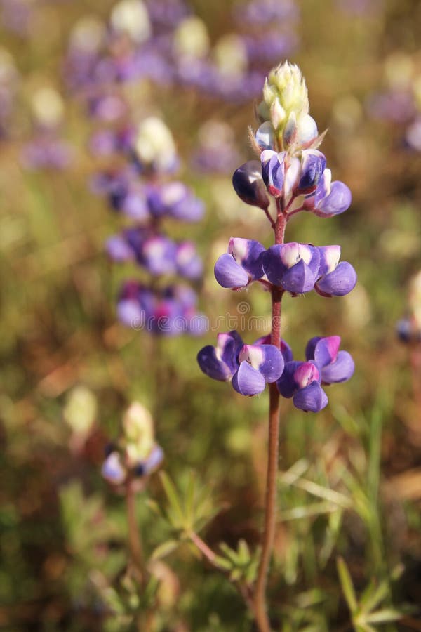 Blue lupine stock image. Image of decorative, lupen, flower - 33446777