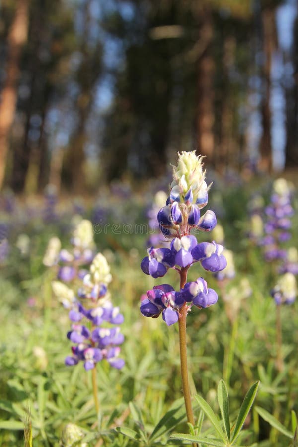 Blue lupine stock photo. Image of blooming, decoration - 33448862