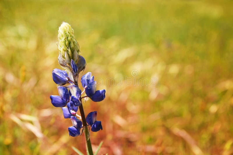 Blue lupine stock photo. Image of gardening, green, petal - 41256768