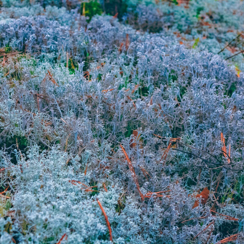 Lush moss in a forest stock image. Image of blue, riga - 117676333