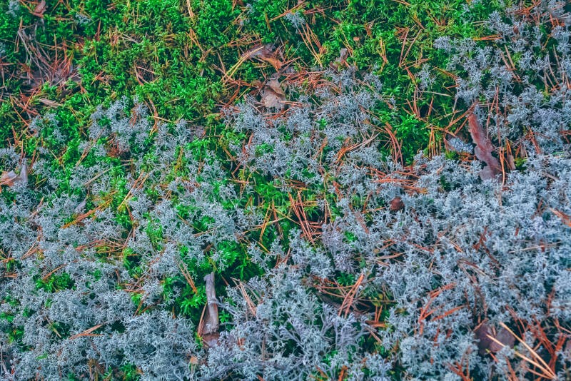Lush moss in a forest stock photo. Image of europe, close - 120127056