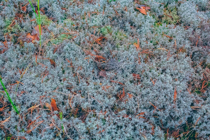 Lush moss in a forest stock image. Image of lush, grow - 120876675