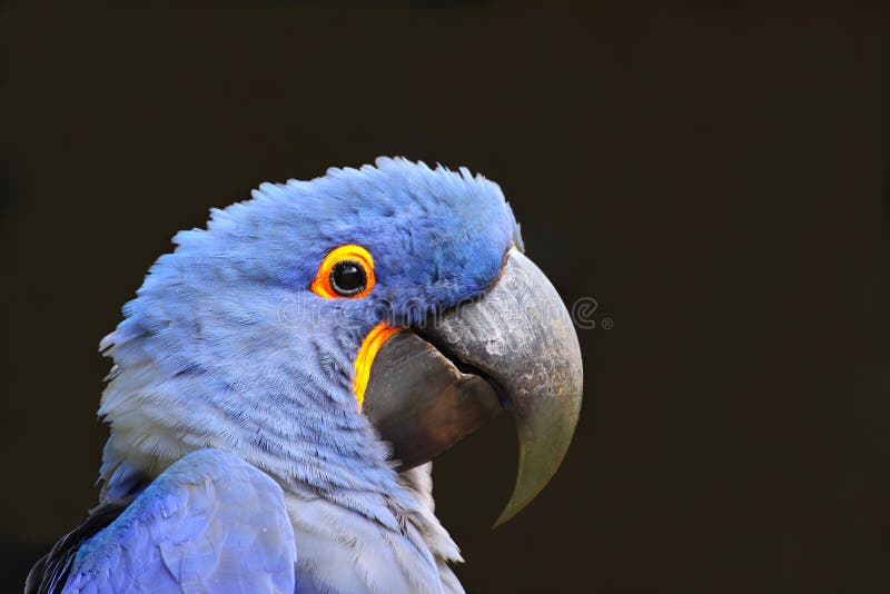 Blue Macaw stock image. Image of colour, feather, alert - 10530799