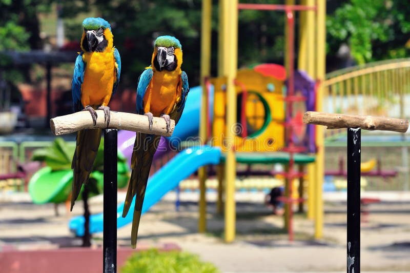Blue Macaw stock photo. Image of claws, bright, chick - 20718702