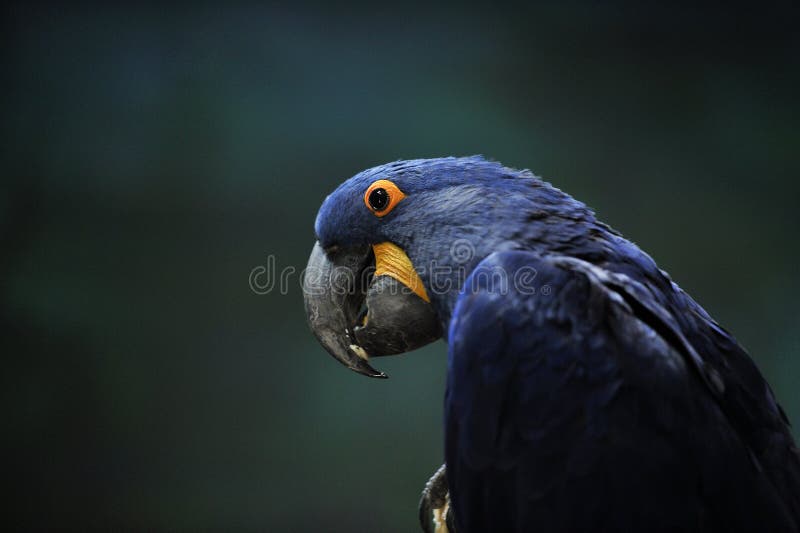 Blue Macaw stock image. Image of lovely, eyes, color - 23881987