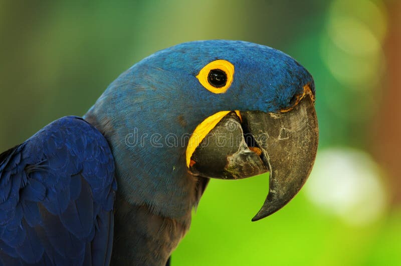 Blue Macaw stock photo. Image of yellow, macaw, birdpark - 567932