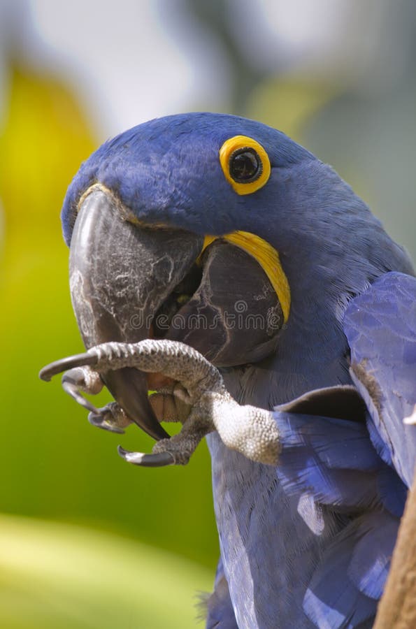 Blue macaw (Ara ararauna) stock image. Image of portrait - 17080351