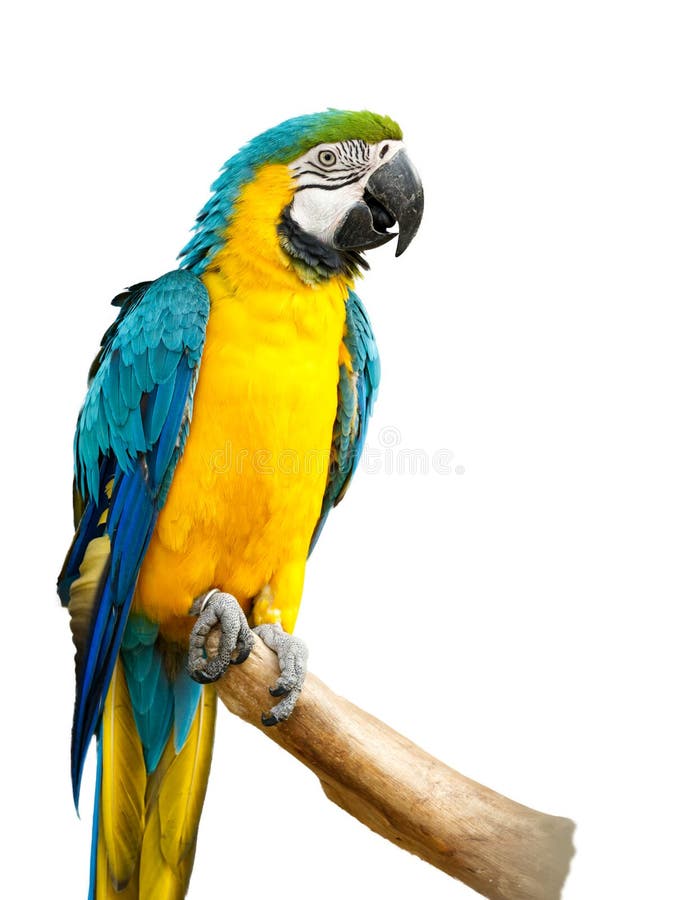 Blue Macaw Isolated on Branch Stock Image - Image of bright, natural ...