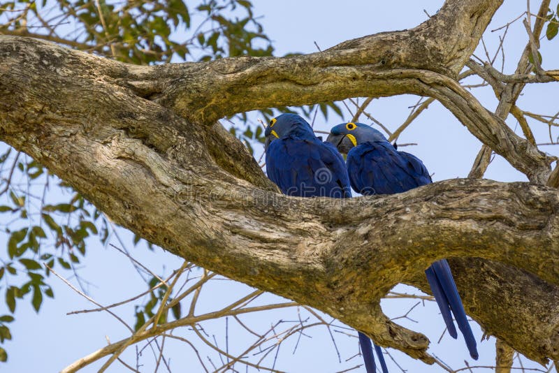 Blue Macaw in Pantanal stock image. Image of tropical - 44454883