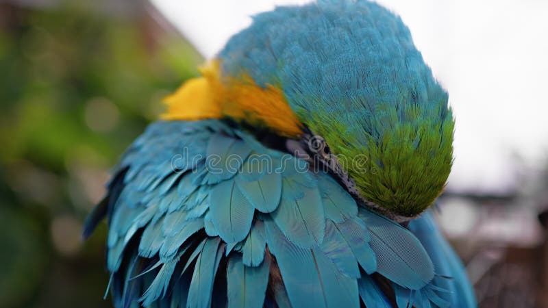 Blue Macaw Parrot Stand on a Tree of a Zoo Stock Video - Video of tree ...