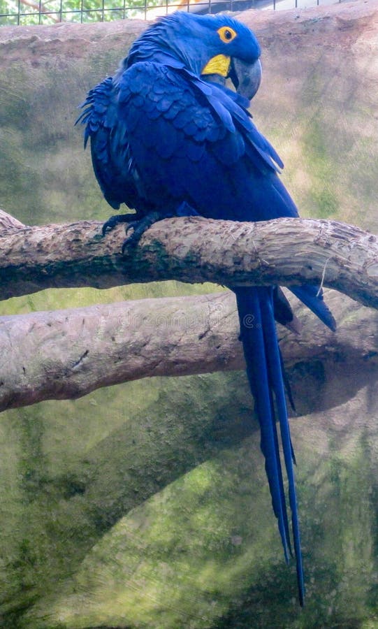Blue macaw parrot stock image. Image of brazil, ararauna - 93534475