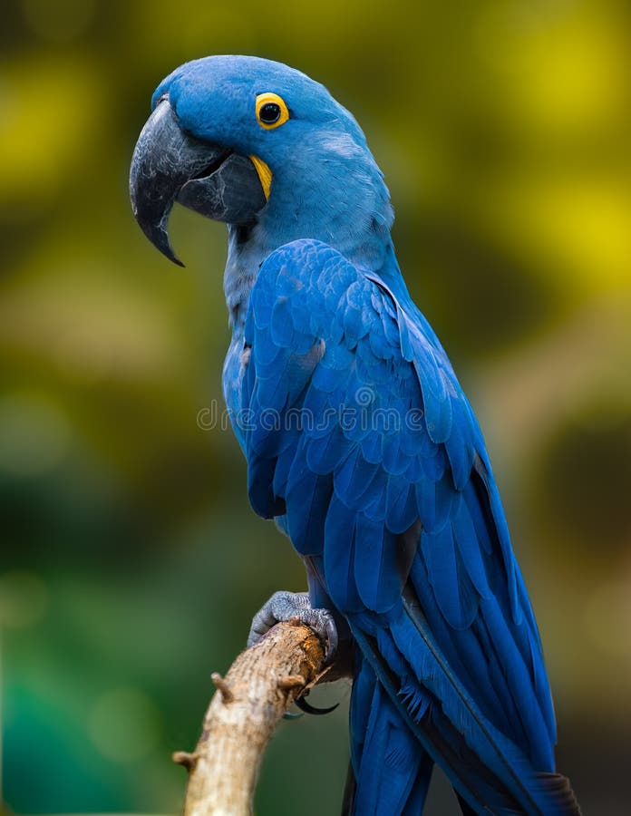 Blue macaw stock image. Image of animals, blue, portrait - 75928975