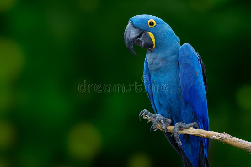 Blue macaw stock photo. Image of hyacinth, white, tropical - 75929032