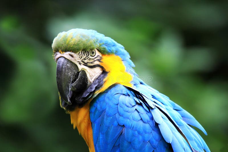 Blue macaw stock image. Image of beak, macaw, blue, wild - 43501355