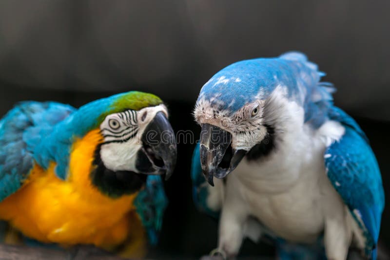 Blue macaw stock image. Image of blue, nature, white - 32370487