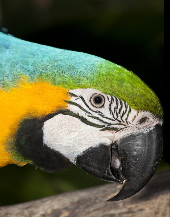 Macaw stock image. Image of looking, blue, bright, color - 22869677