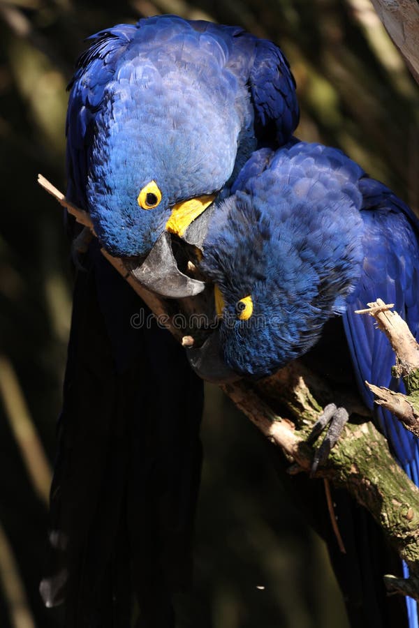 Wild blue hyacinth macaw stock image. Image of home, happy - 553307