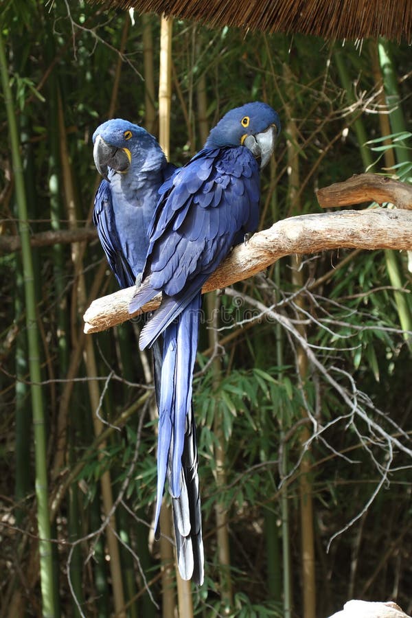 Blue macaws stock photo. Image of birds, feathers, indigo - 22101396
