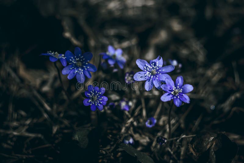 Blue magic forest flowers stock photo. Image of blossom - 115636226