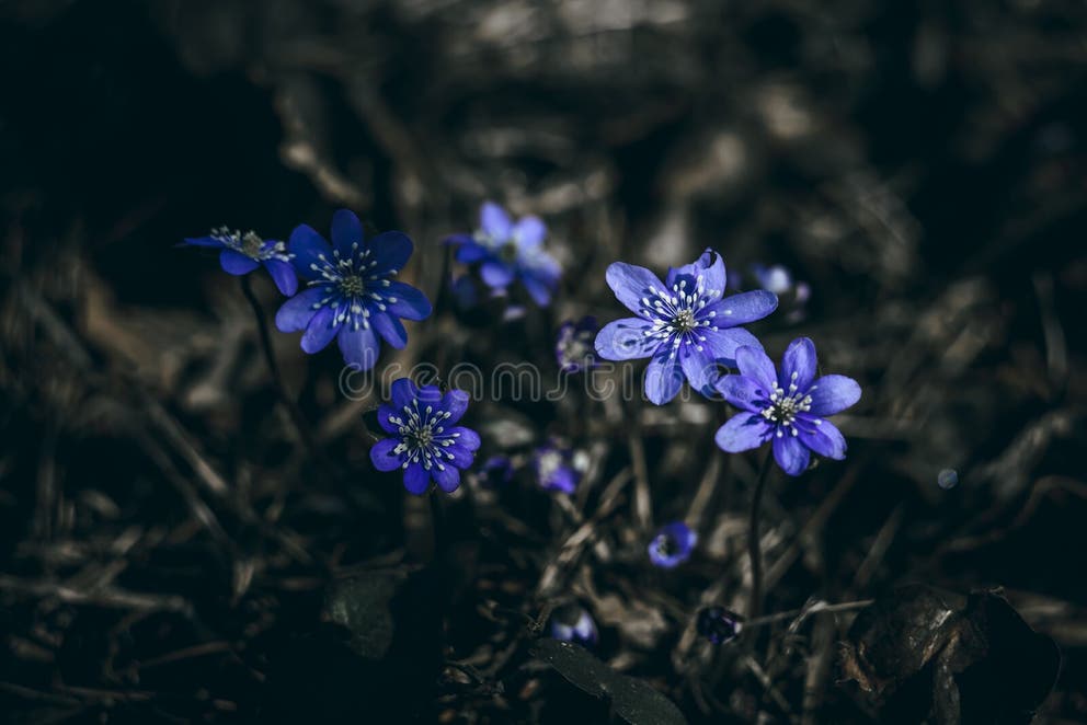 Blue magic forest flowers stock photo. Image of blossom - 115636226