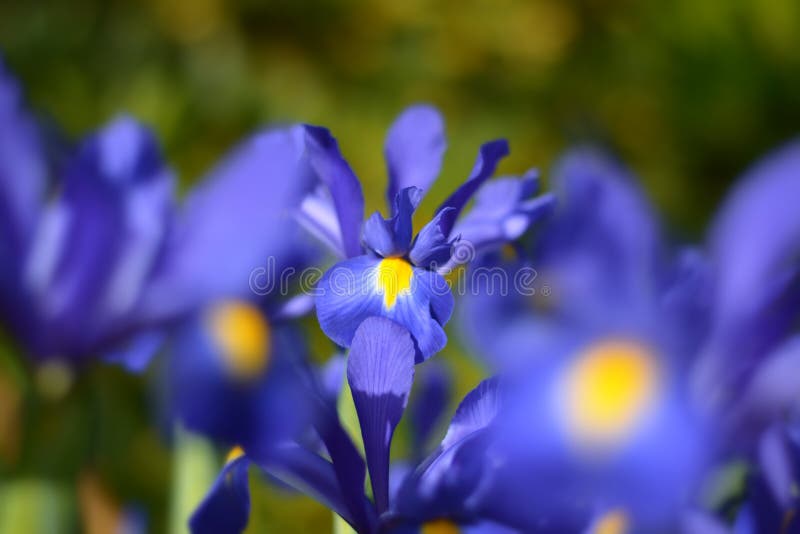 Blue magic iris flower stock image. Image of summer - 241269349