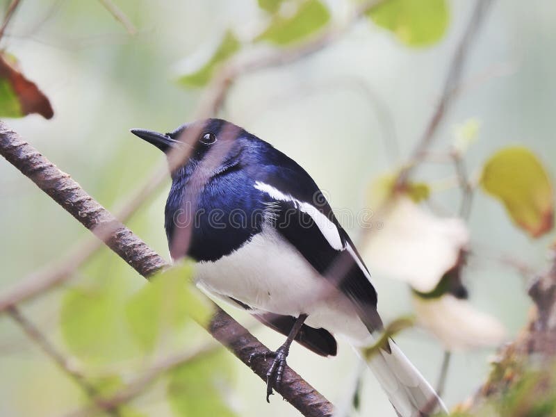 Blue Magpie-robin stock photo. Image of blue, bird, magpierobin - 145722300