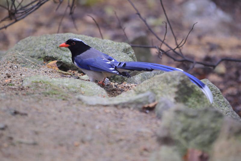 Blue magpie stock photo. Image of rock, blue, bird, urocissa - 104037472