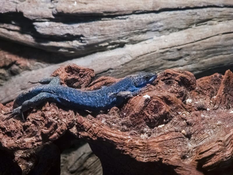 Blue Male Italian Wall Lizard on a Tree Stock Photo - Image of tree ...